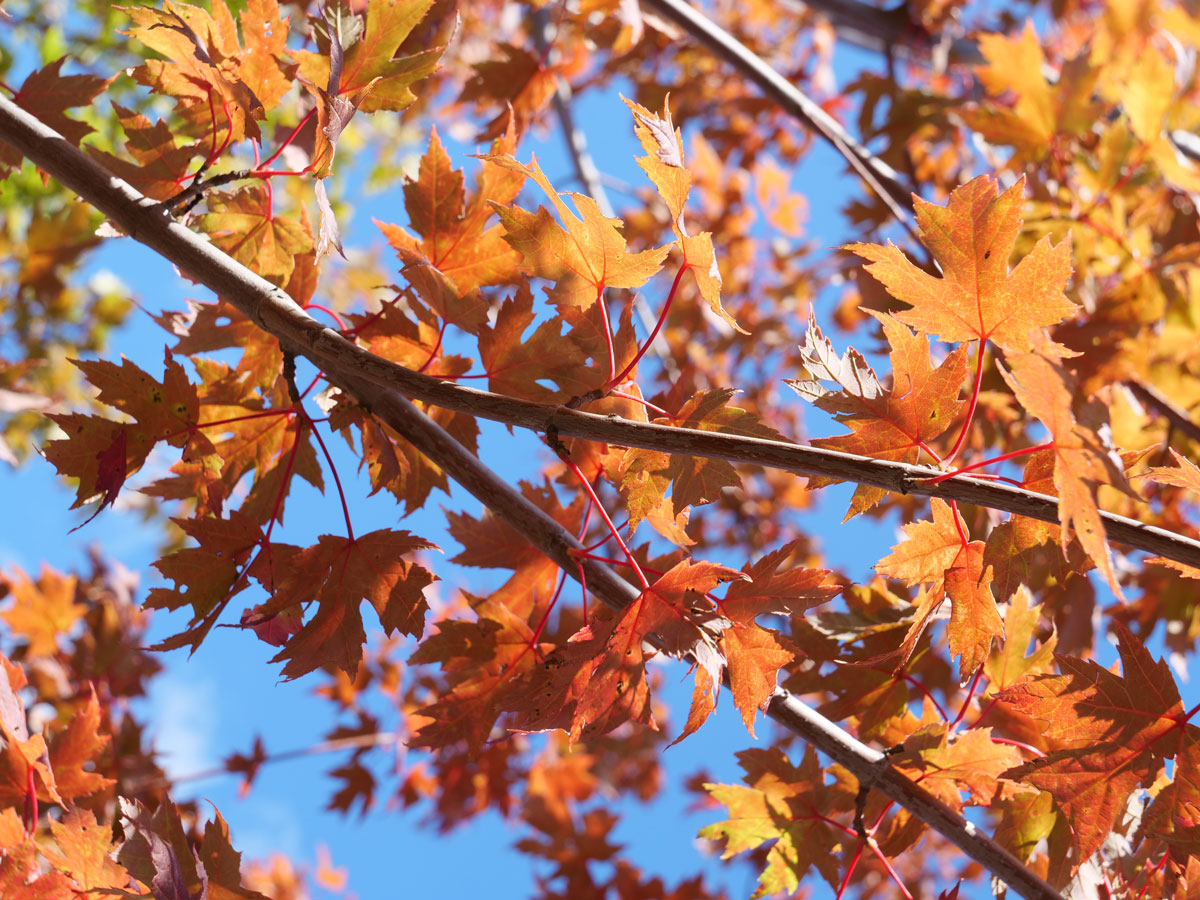 Gallery - Grove Nursery